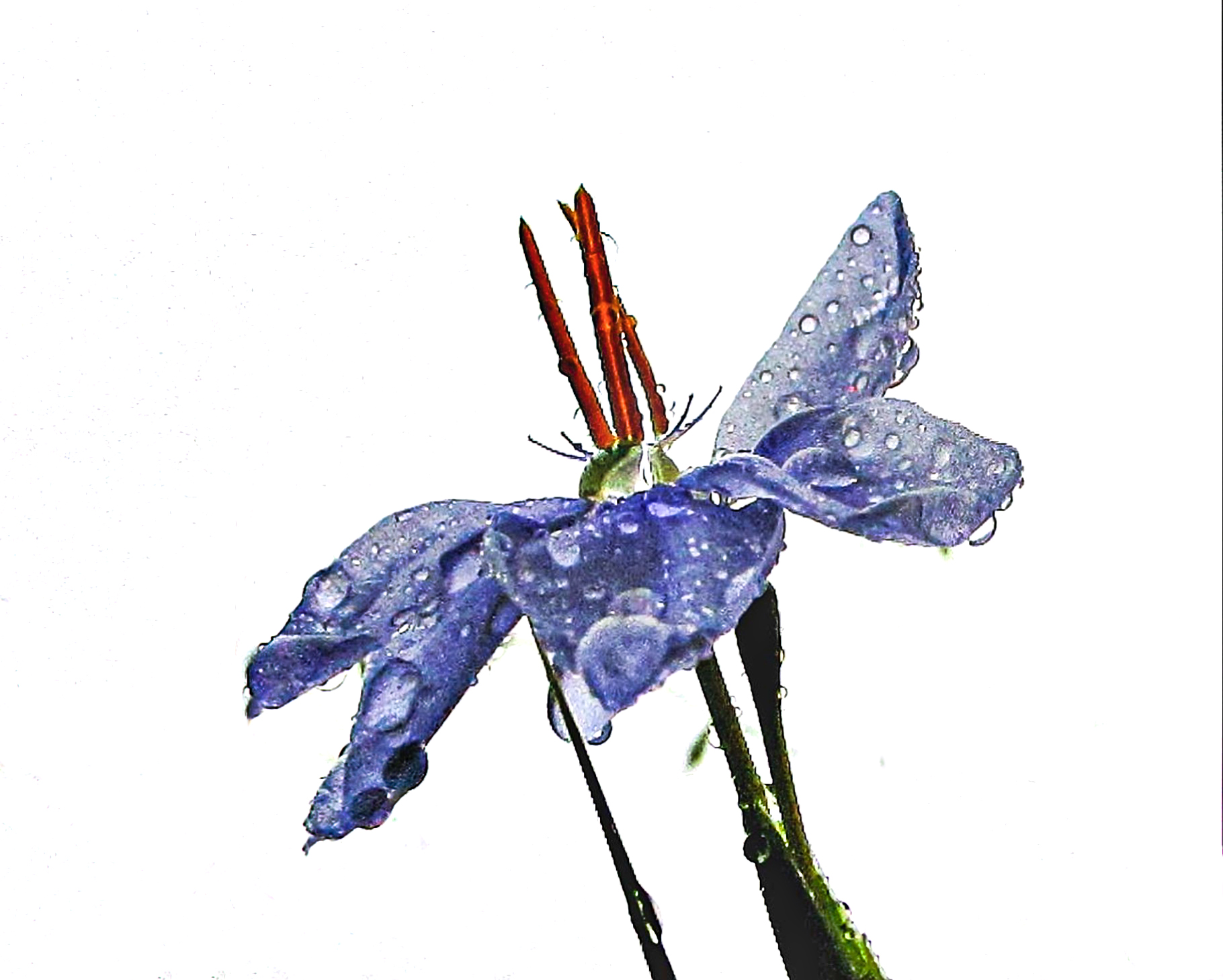 Prairie Celestials – it was an average year | bob's brain: living well ...