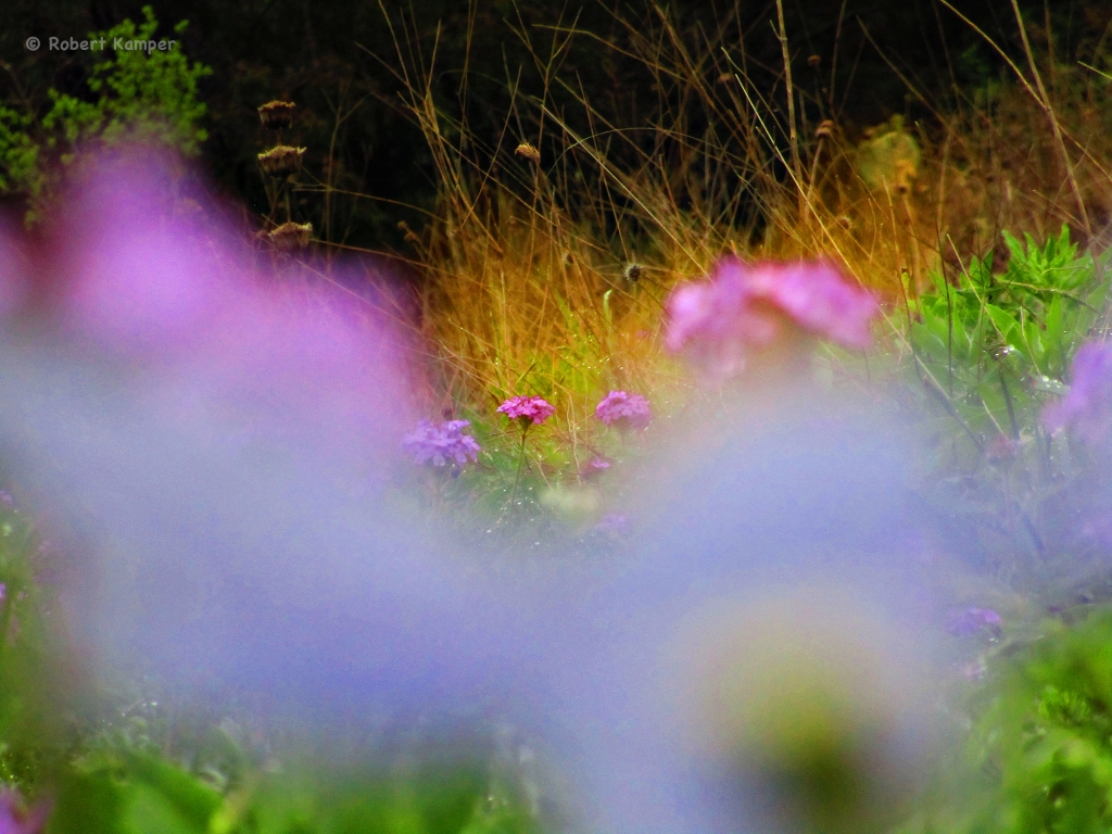 Prairie Celestials – it was an average year | bob's brain: living well ...