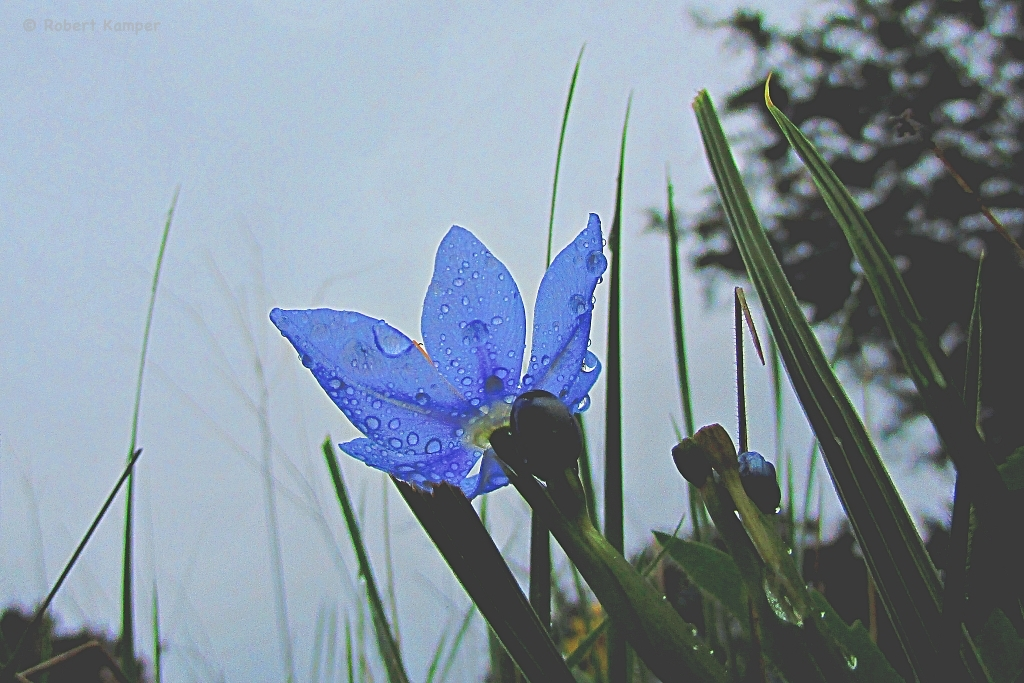 Prairie Celestials – it was an average year | bob's brain: living well ...